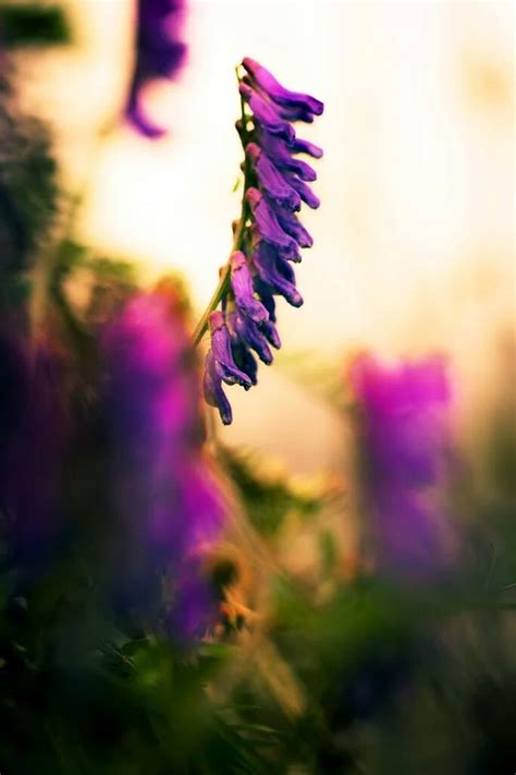 那些花花草草（17） 每日頭條