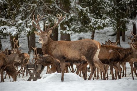 Premium Photo Herd Of Deer On Snow Covered Field