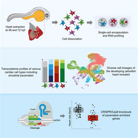 Scrna Seq Reveals The Diversity Of The Developing Cardiac Cell Lineage
