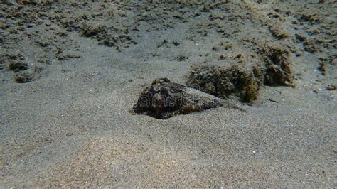 Common Cuttlefish Or European Common Cuttlefish Sepia Officinalis
