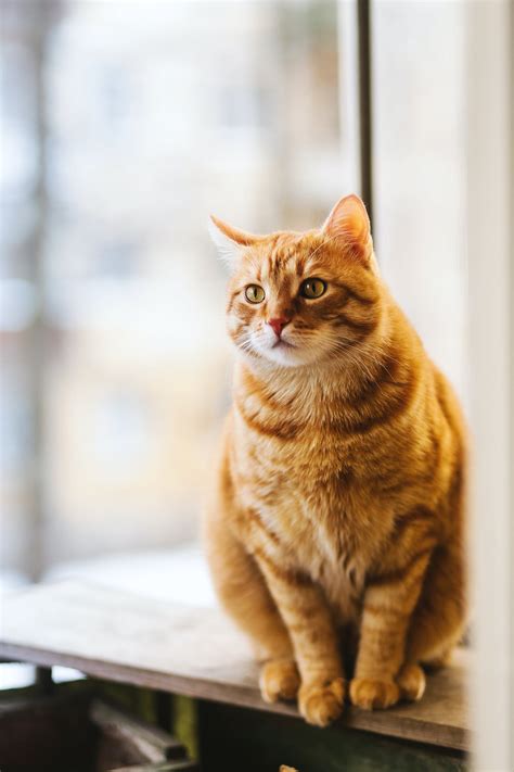 30000张最精彩的 Cat”图片 · 100免费下载 · Pexels素材图片