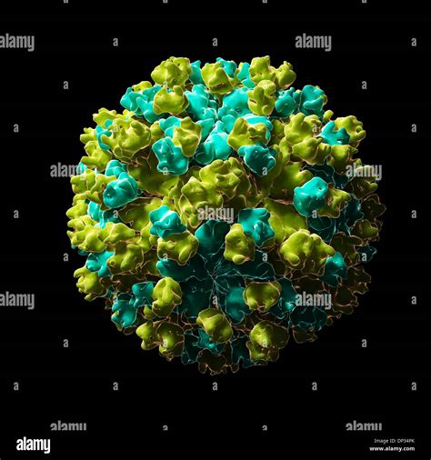 Hepatitis E Virus Particle Artwork Stock Photo Alamy