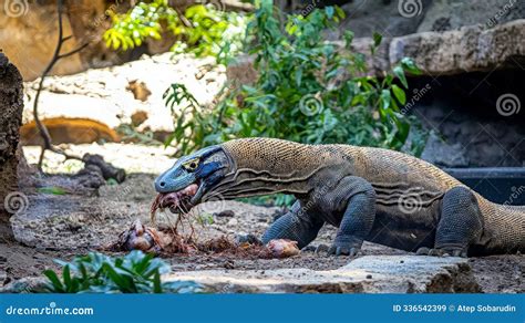 Komodo Dragon Eating Prey Stock Image Image Of Meat 336542399