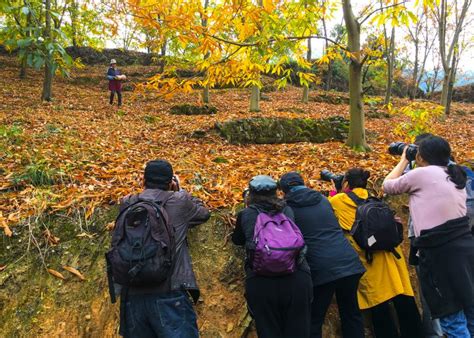 秋色宜人引客来 千岛湖新闻网