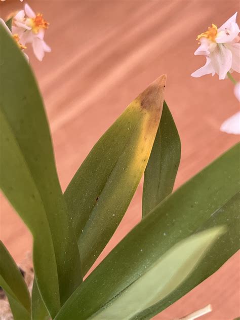 Looking For Advice About Oncidium Care In Winter Ive Recently Reduced