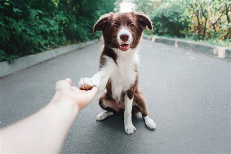 Die Wichtigsten Grundsignale Für Hunde