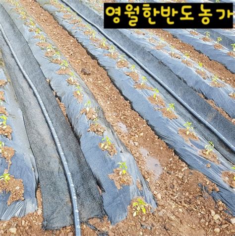 고추밭에 분수호스 설치했어요 네이버 블로그