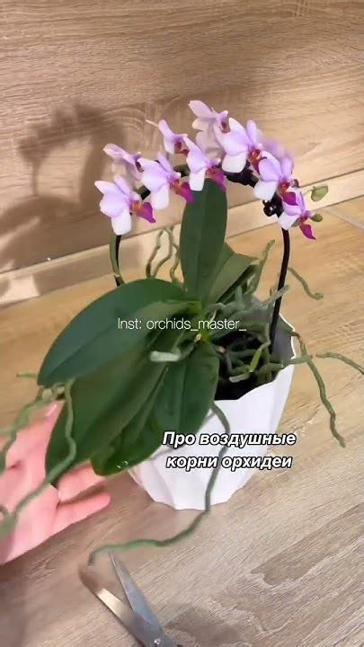 Про воздушные корни у орхидей Youtube