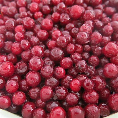 Health Benefits Of Partridge Berry Health Benefits