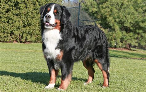 Bernese Mountain Dog Breed Information Vetstreet Vetstreet