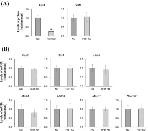 Hrd1 Silencing Did Not Affect Bhlh Gene Expression P19 Cells Were