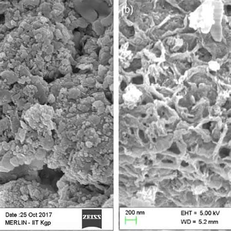 Scanning Electron Microscope Sem Image Of Colony Of Coccus Bacteria Download Scientific