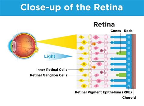 Age Related Macular Degeneration