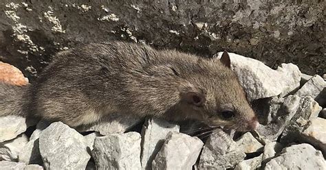 Squirrel Album On Imgur