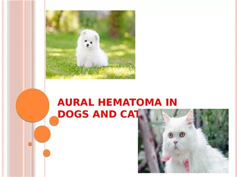 Ppt Aural Hematoma In Dogs And Cats