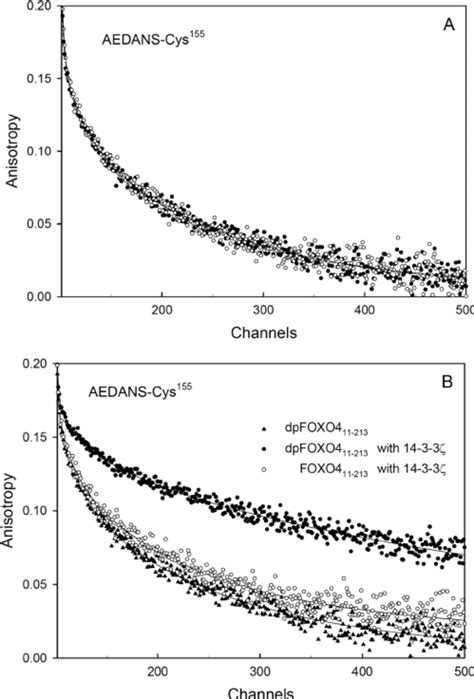 Fluorescence Anisotropy Decays Of Aedans Attached To Foxo4 11213 Cys
