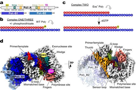 How Cryo Em Capture Nine Intermediates For Dna Proofreading Creative Biostructure Posted On