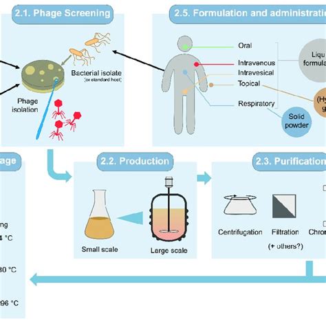 Steps In Preparation Of Phage Suspensions Suitable For Phage Therapy