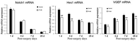 Rt Pcr Analysis Of The Mrna Expression Levels Of Notch1 Hes1 And Vegf