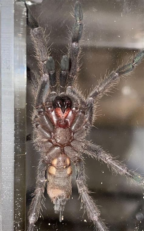 Help Does Anyone Know The Sex On This One R Tarantulas