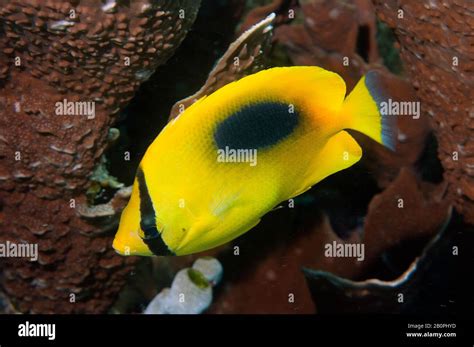 Oval Spot Or Mirror Butterflyfish Chaetodon Speculum Komodo National