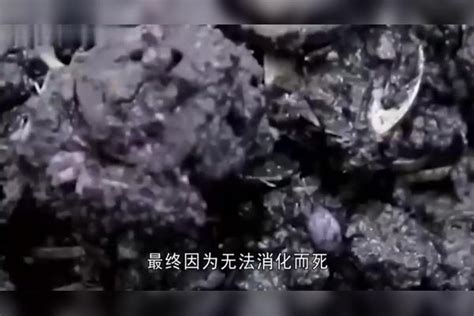 寺庙养了 年乌龟突然死亡兽医切开所有人都震惊里面全是宝贝