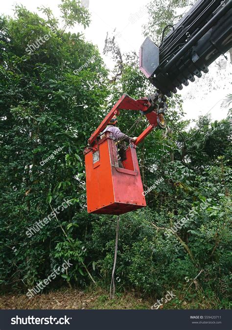 Bucket Truck Hauls Tree Worker Tree Stock Photo 559420711 Shutterstock