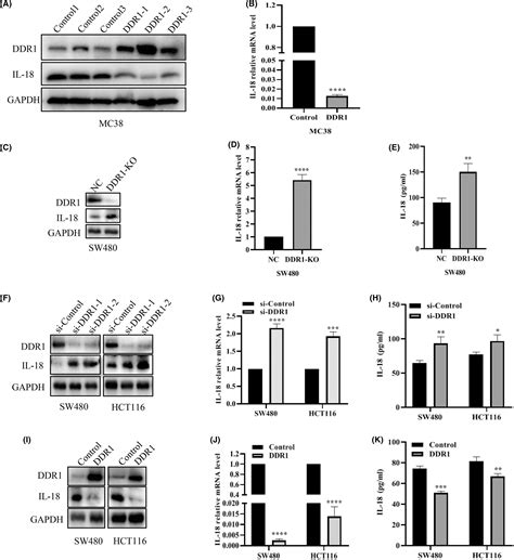 Ddr1 Functions As An Immune Negative Factor In Colorectal Cancer By
