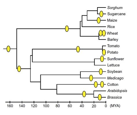 Molecular Evolution Forum Polyploidy Incompatibility Mutations And