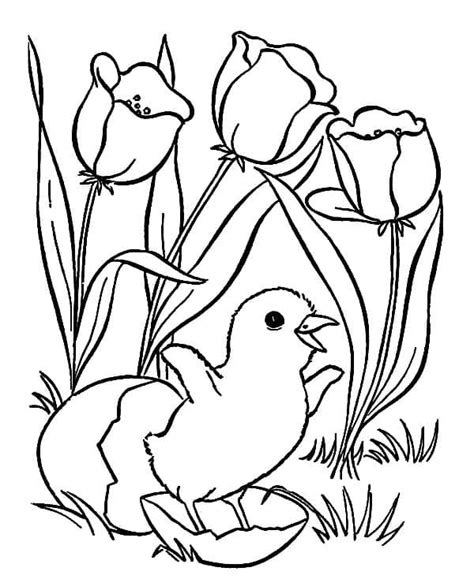 Dibujos De Pollitos Para Colorear E Imprimir Coloringlib