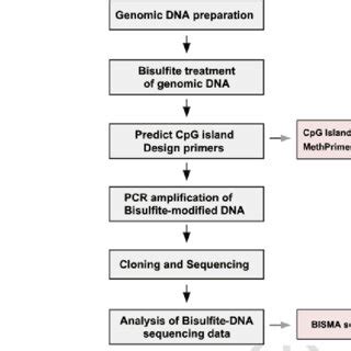Flowchart Of Bisulfite DNA Sequencing Analysis Download Scientific Diagram