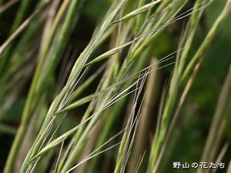 ナギナタガヤ 野山の花たち 東北と関東甲信越の花