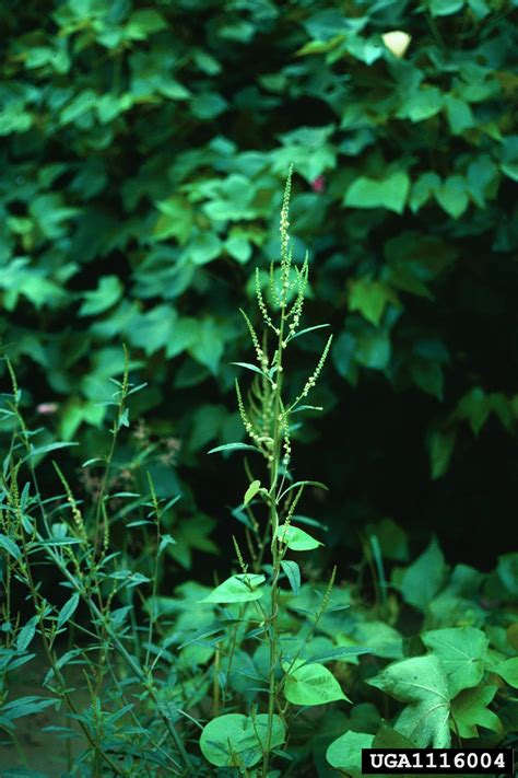 Palmer Amaranth Amaranthus Palmeri S Wats