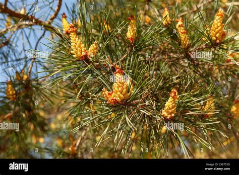 Pinus Densiflora Umbraculifera Sunny Day In Spring Garden Close Up