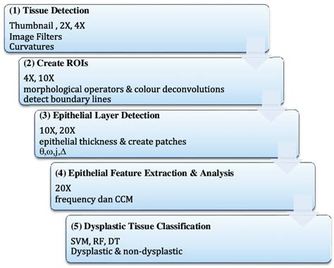 the processes involved in quantifying tissue boundary complexity and