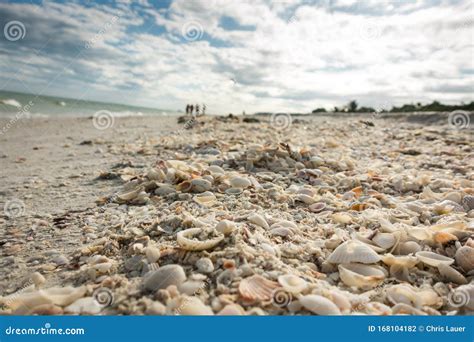 Closeup Of Shell Beach With Thousands Of Shells For Collecting At