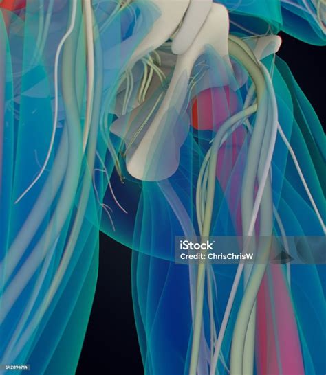 大腿骨人體解剖學3d 圖向量圖形及更多x光片圖片 X光片 人類骨架 人體 Istock
