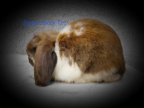 Morgans Mini Lops Added A New Photo Morgans Mini Lops