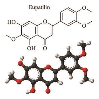 Effect Of Eupatilin On Proliferation Apoptosis And Migration Of Renal