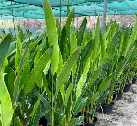 Heliconia Psittacorum Parrots Beak Parakeet Flower Cacti