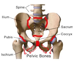 Pelvic Girdle Pain Pelvic Girdle Pain
