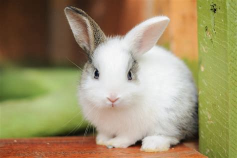 Where To Buy Cheap Bunny In Singapore At William Fugate Blog