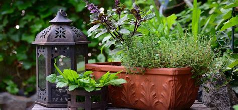 Growing Herbs In Containers And Indoors University Of Maryland Extension
