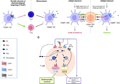 Impact Of The Anaphylatoxins On Dc Mediated And Intrinsic T Cell Download Scientific Diagram