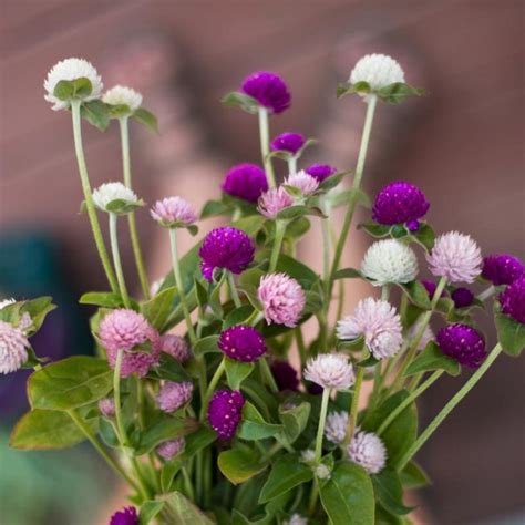 Globe Amaranth Pinetree Garden Seeds
