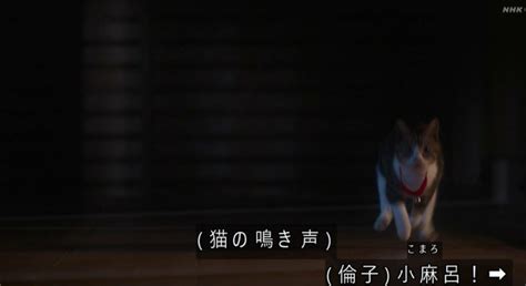 光る君への倫子の猫はうどんちゃん逃げたのはわざとまるで女三宮 今日とあなたへ