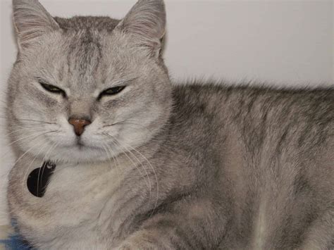 Why Do Cats Close Their Eyes The Slow Blink Explained The Cat And