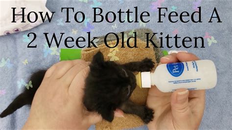 How To Bottle Feed A 2 Week Old Kitten Tiny Kitten Cute Kitten