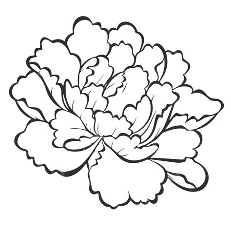 Peony Flower Line Drawing Design Element Vector Flower Drawing Wing