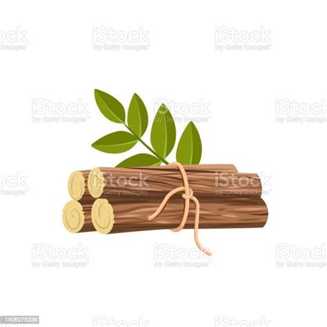 벡터 일러스트 레이 션 말린 감초 뿌리의 무리 과학적 이름 Glycyrrhiza Glabra 녹색 잎과 함께 흰색 배경에 고립